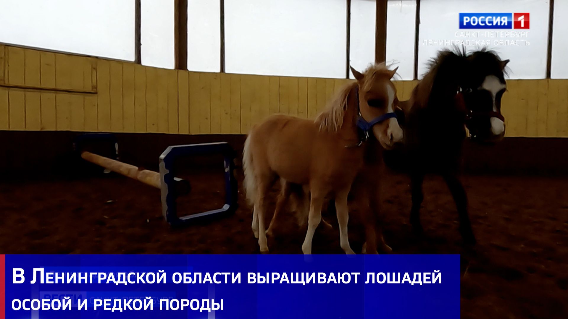 В Ленинградской области выращивают лошадей особой и редкой породы