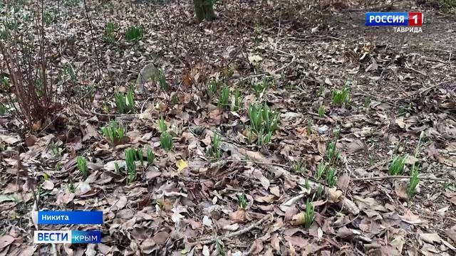 В Крыму зацвели розы и подснежники в январе