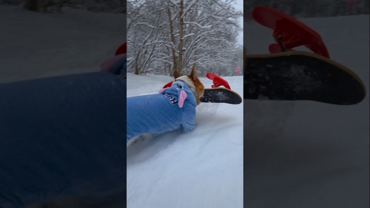 Корги удивляет - поддержи подпиской