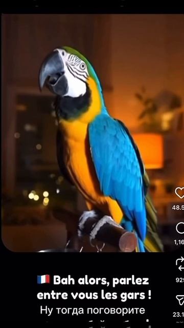 Юмор на французском - L'humour en français pour débutants