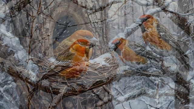 Клест: птица, которая размножается зимой