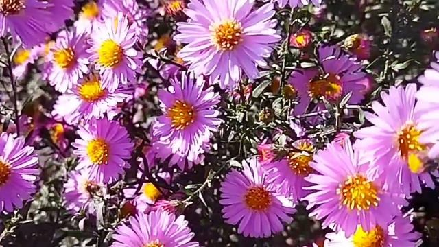 Астра новобельгийская, как выращивать.к.