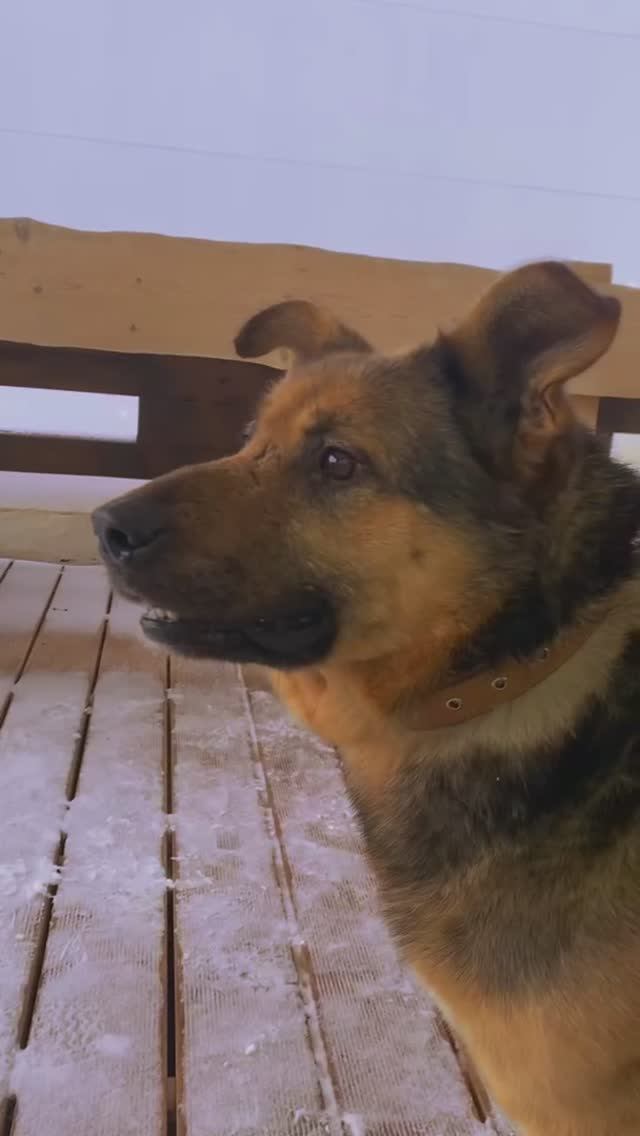 "Мечтай, как Коржик!"🌠 ❥ Приют в Малинках #приютдляживотных