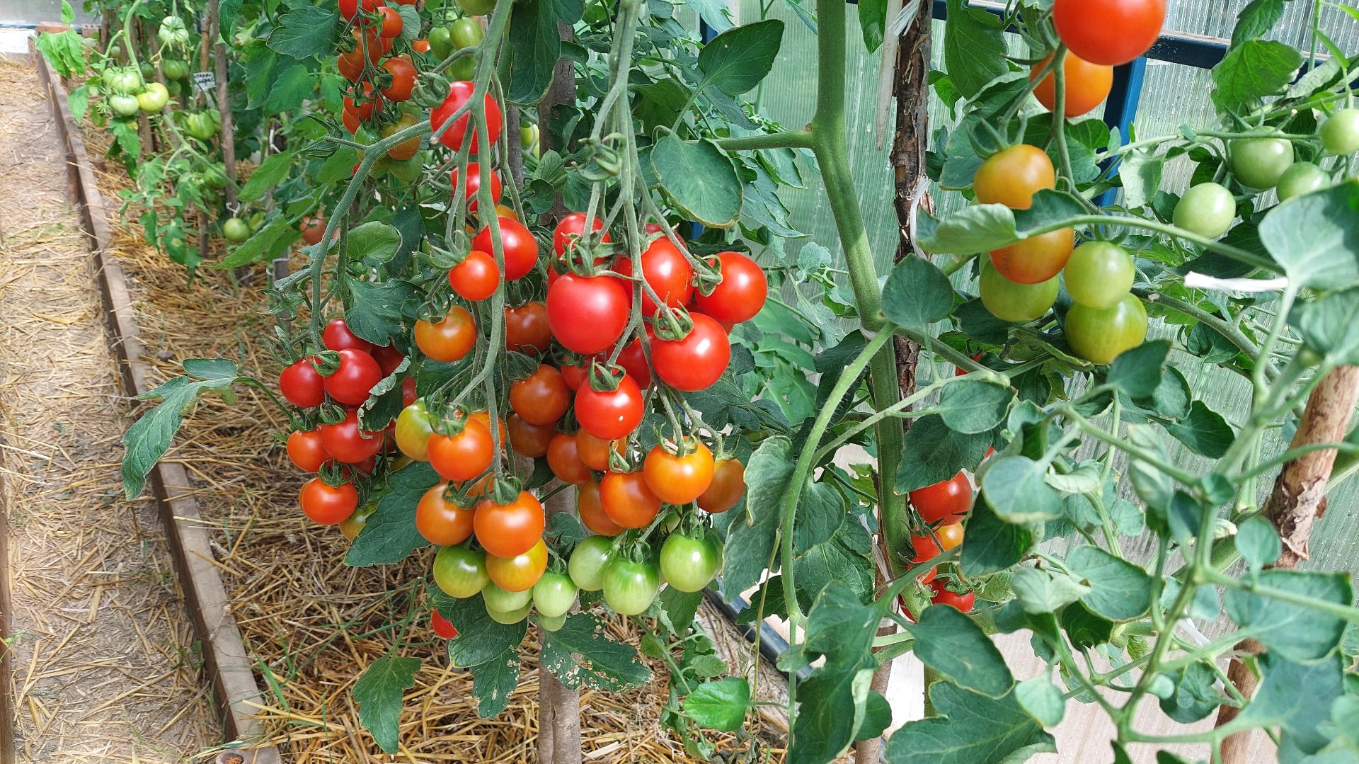 САМЫЕ ВКУСНЫЕ И СУПЕР УРОЖАЙНЫЕ ТОМАТЫ