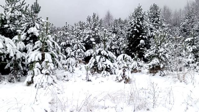 Красота зимнего Сысоевского леса