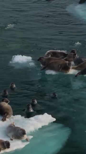 Байкальские нерпы единственное млекопитающее, обитающее в озере Байкал