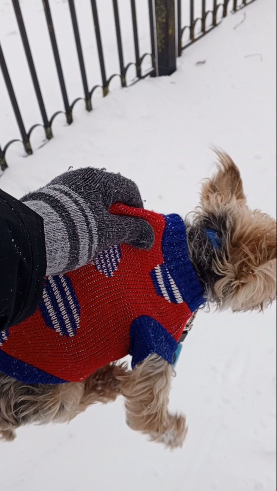 Гуляем с собакой, снега в полметра