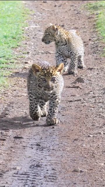 Леопарды, львы, тигры и ягуары способны скрещиваться между собой, давая потомство в виде множества г