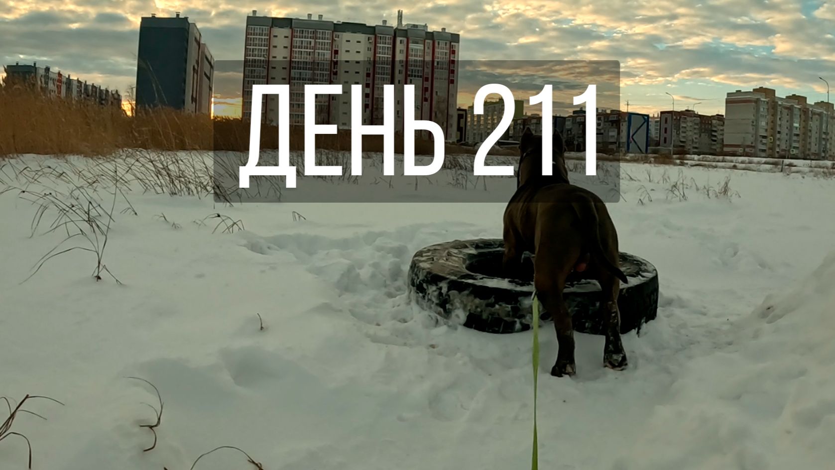 День 211