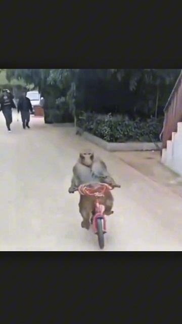 Ты только жди