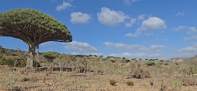 Драконовые деревья Сокотры, которым по 500-700 лет (Йемен)