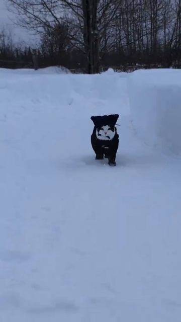 Его ничего не остановит