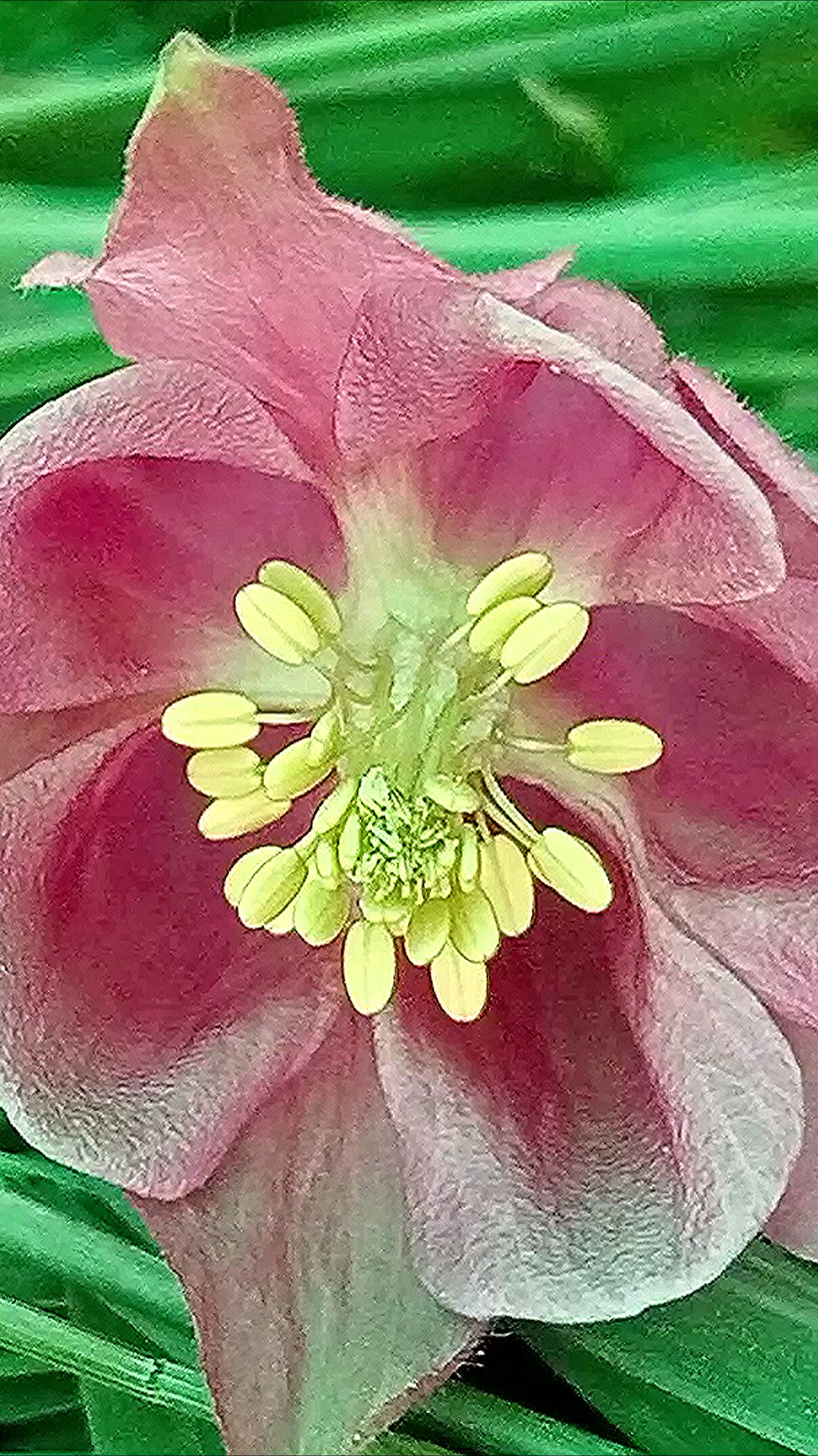 Аквилегия, Водосбор или Водосборник