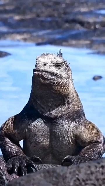 Как же я хорош