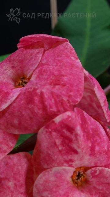 Молочай Миля Ram Ruay Ngern Tong #молочай #эуфорбия #молочаймиля #цветы #растения