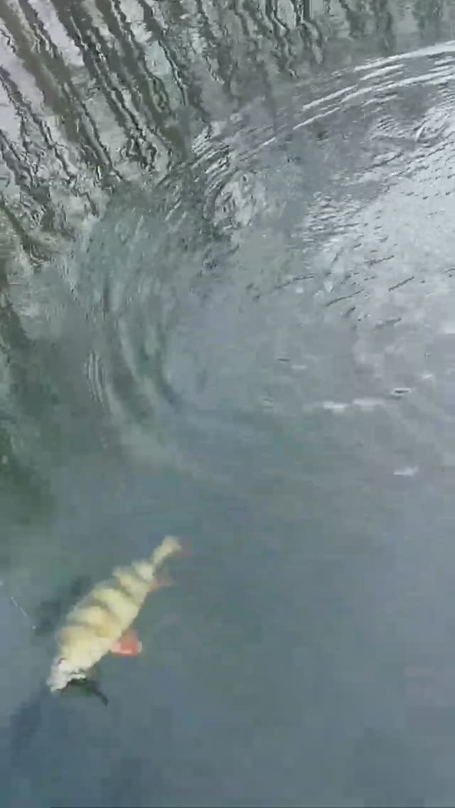 ЗДОРОВЕННЫЙ ОКУНЬ превратился в...  #shorts #new #рыбалка