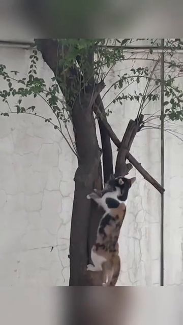 Котята и родители