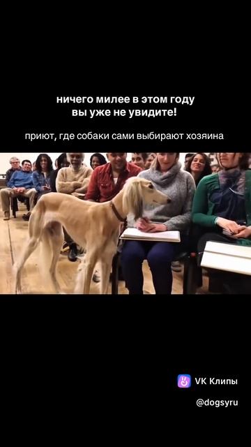 Приколы с животными