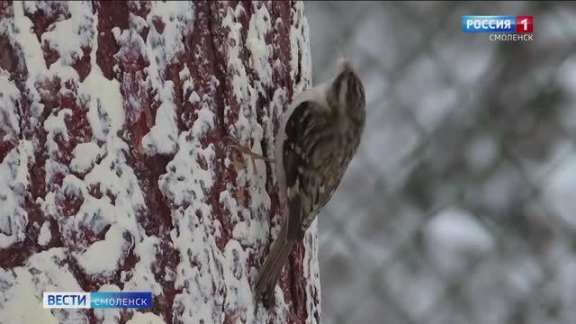 Смоляне могут помочь в подкормке птиц в суровую погоду