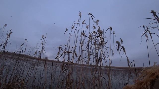 ОДИН В КАМЫШОВОЙ ТУНДРЕ, ВЫСКОЧИЛ ПО ЛЬДУ, А ТУТ ТЫСЯЧИ УТОК! ЗАКРЫТИЕ ОХОТЫ В ЯНВАРЕ.