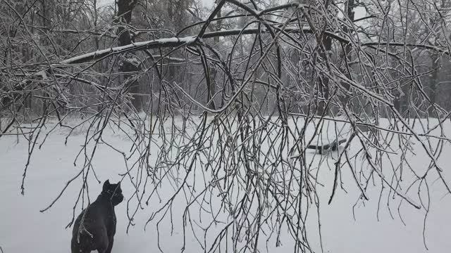 Прогулка зимой с кане-корсо Зевсом после сильного дождя! Температура -8-мь.