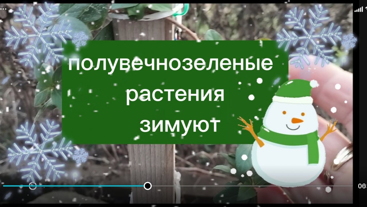 Жимолости зимуют