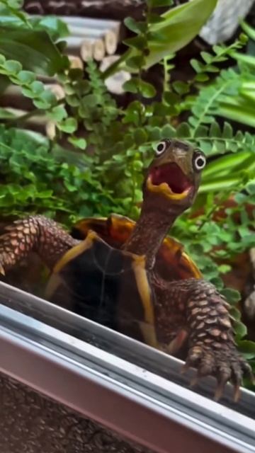 Вот это красота