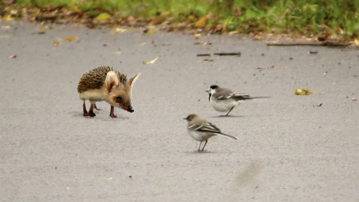 На дороге птицы