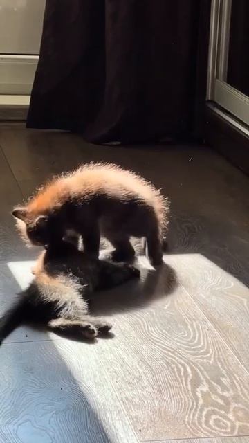 😸 Милые котята просыпаются — порция чистого умиления всего за несколько секунд))