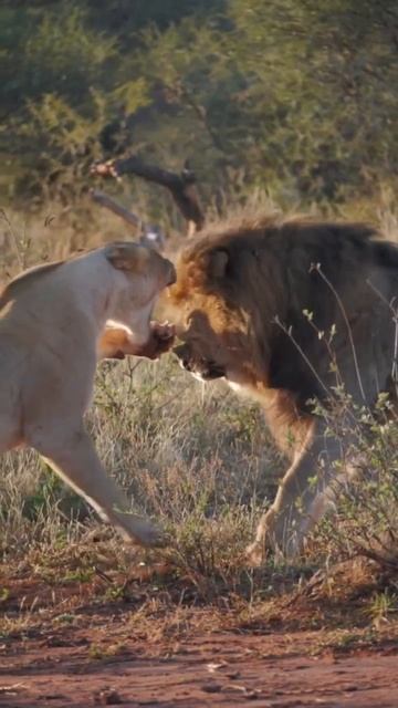 Конфликты между львами и львицами чаще всего происходят во время периода размножения