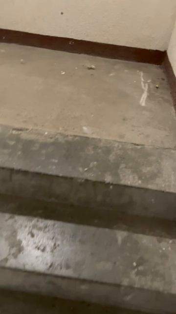 Марадеры Новогодние..