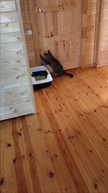 Я очень хочу гулять!