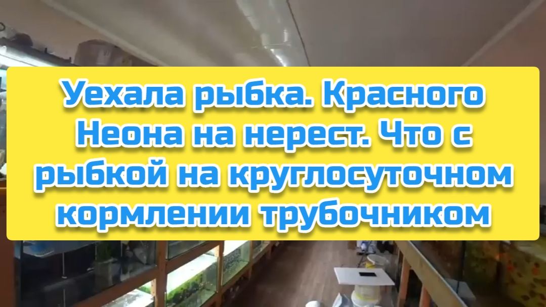 Уехала рыбка. Красного Неона на нерест. Что с рыбкой на круглосуточном кормлении трубочником