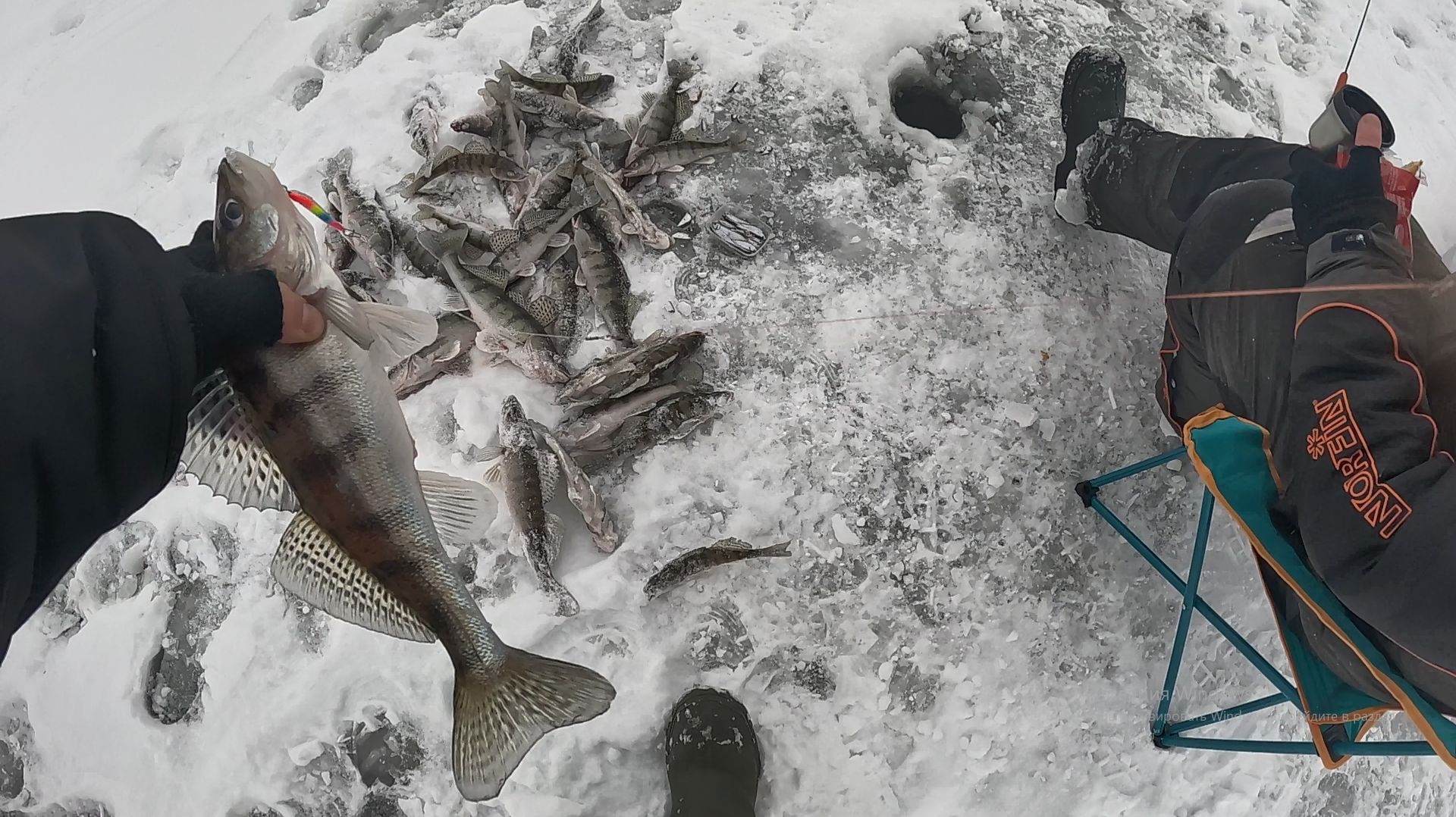 БЕРШ ЗИМОЙ на БЛЕСНУ