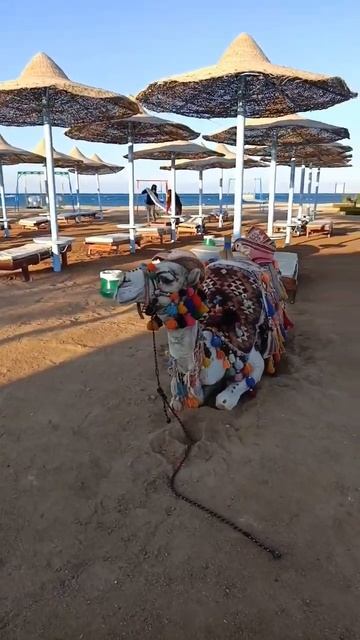#путешествия #travel #egypt #египет #пляж #vacation #reels #shorts #верблюд #отдых #джарахов #world