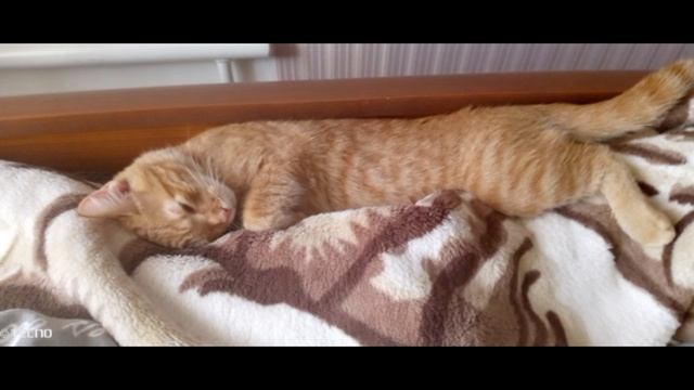 Мемы 2.1 (объяснение в описании)