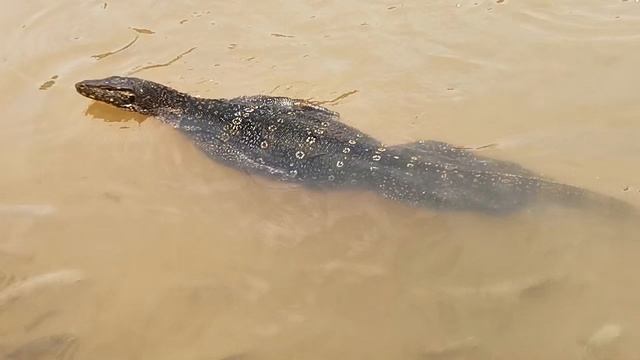 Варан о. Лангкави