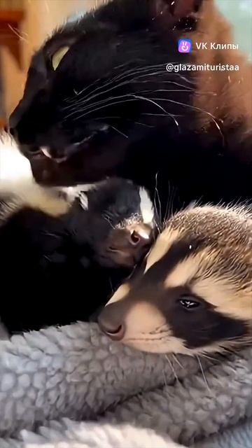 Приколы с животными