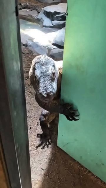 Сосед выручай