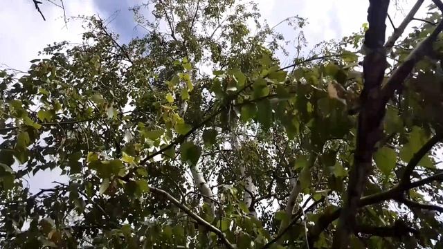 Просто зелень...