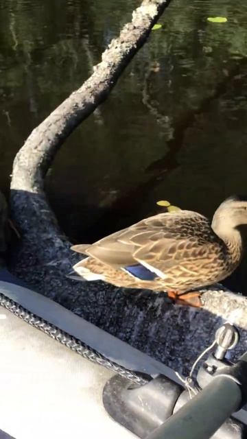 Ленобласть. 26.07.2024. Часть 112. Утята_ Спортивная гимнастика. Упражнение на бревне