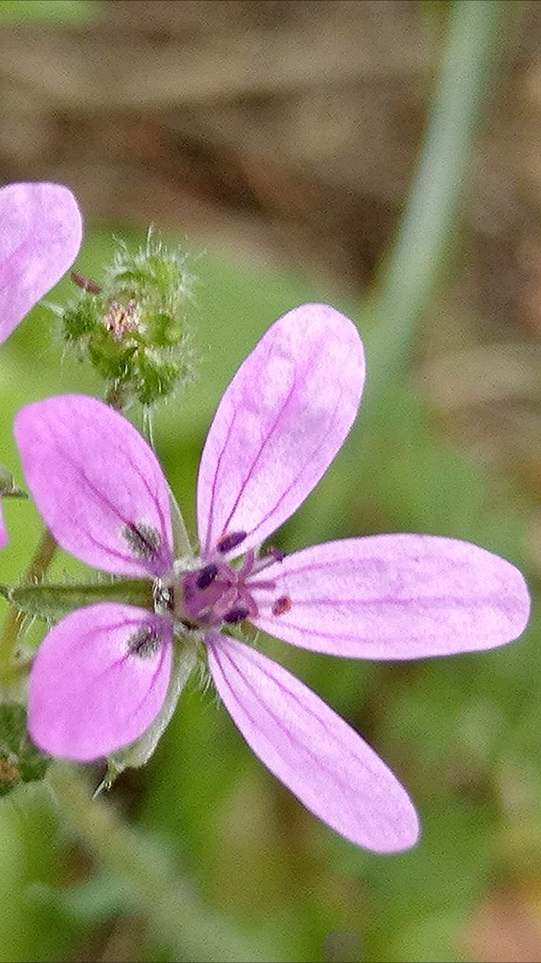 Аистник обыкновенный, или Аистник цикутовый, или Грабельки, или Журавельник цикутовый