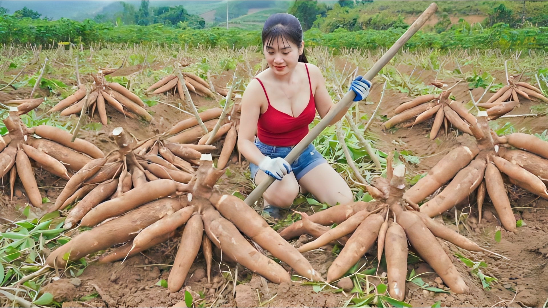 Сбор крупных клубней маниоки на склоне холма и продажа их на местном сельском рынке. Нхат. Вьетнам