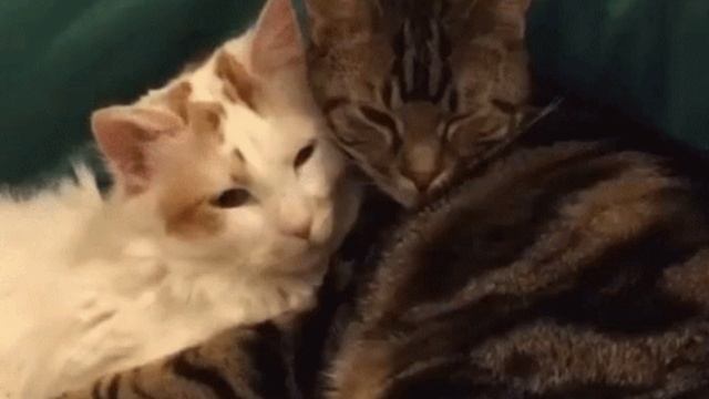 Поле. 6 глава.