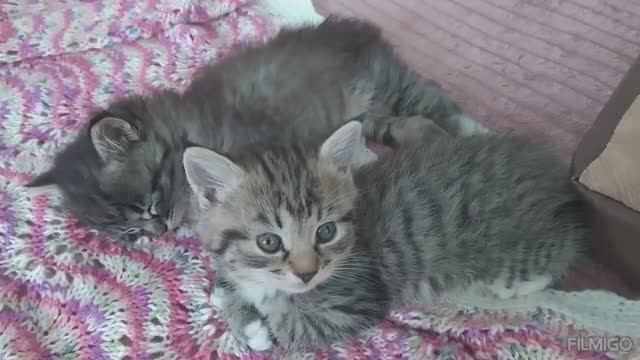 КОТЯТА ПОДРОСЛИ  //  ГОТОВИМ КОТЛЕТЫ // СВЯЗАЛА ШАПКИ  //ДОМАШНИЙ ВЛОГ___