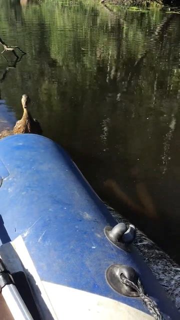 Ленобласть.26.07.2024.Часть 114.Утята_ Сколько проблем за обедом_на бревно залезть, клев обеспечить