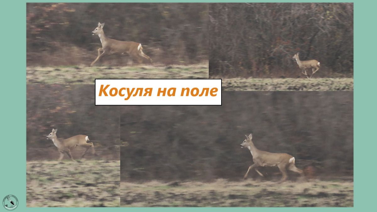 Косуля на поле. 31.10.25