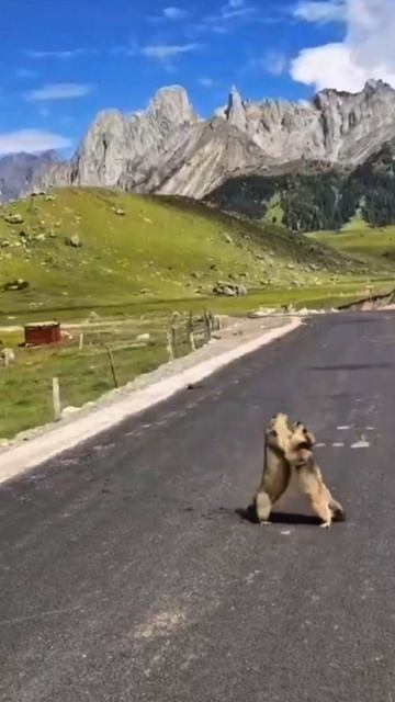 Толя пойдём домой