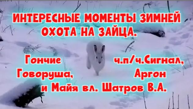 ИНТЕРЕСНЫЕ МОМЕНТЫ ЗИМНЕЙ ОХОТА НА ЗАЙЦА.Русские гончие Сигнал,Говоруша,Аргон и Майя вл.Шатров В.А.