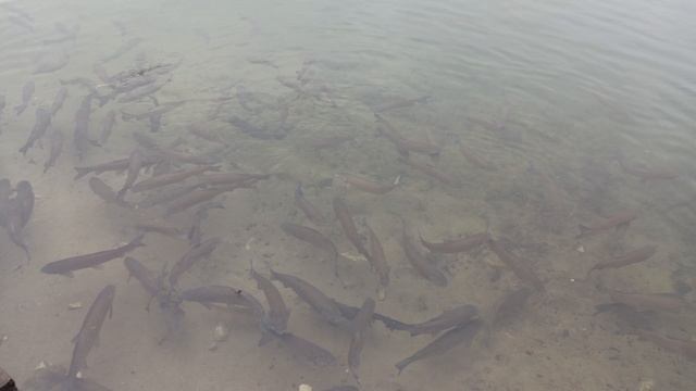 Тёплые озёра